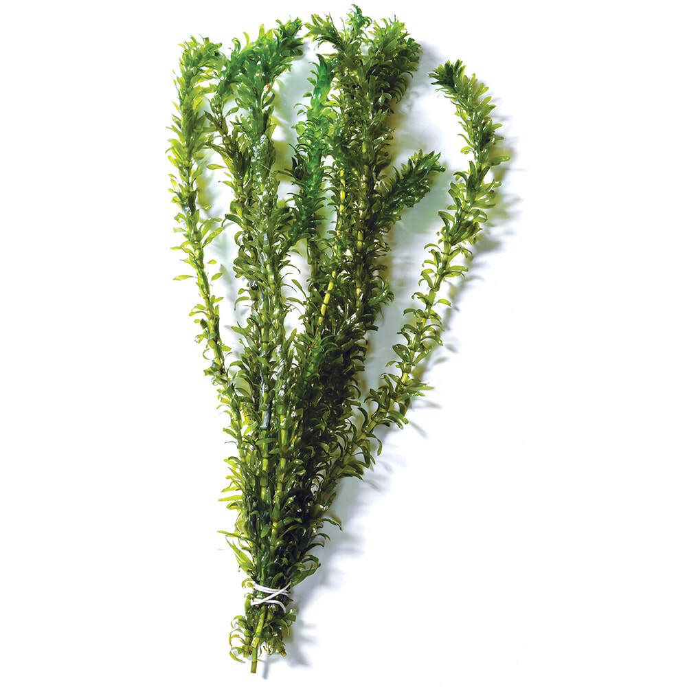 Elodea Plant