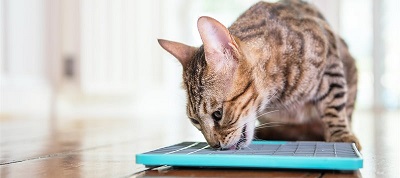 Pet Guide New Innovative Product! LickiMats for Dogs & Cats Choosing a ...