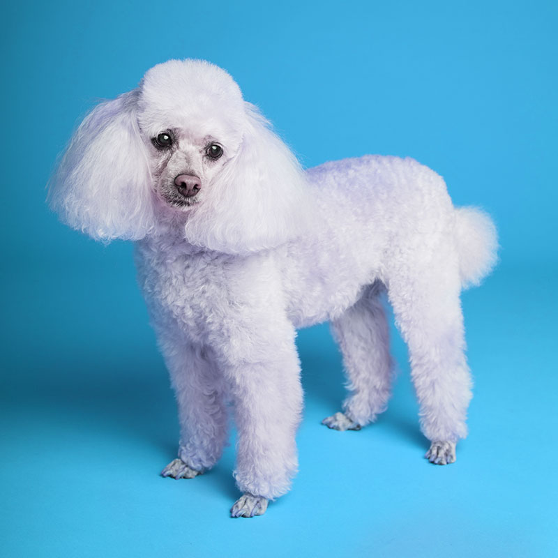 Pet Guide Grooming 101 - How to Clip Your Own Dog