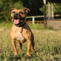 Single Protein Dog Food | Afterpay Available | Pet City